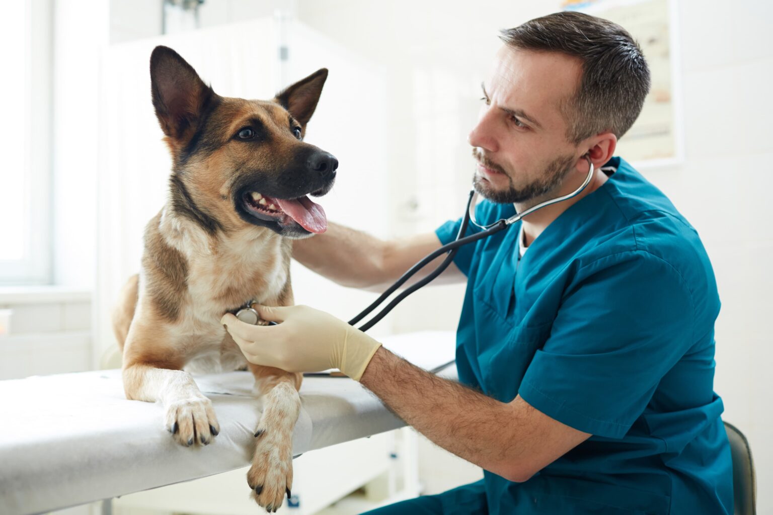 Veterinarian in Stuart, FL - Stuart Sound Animal Hospital